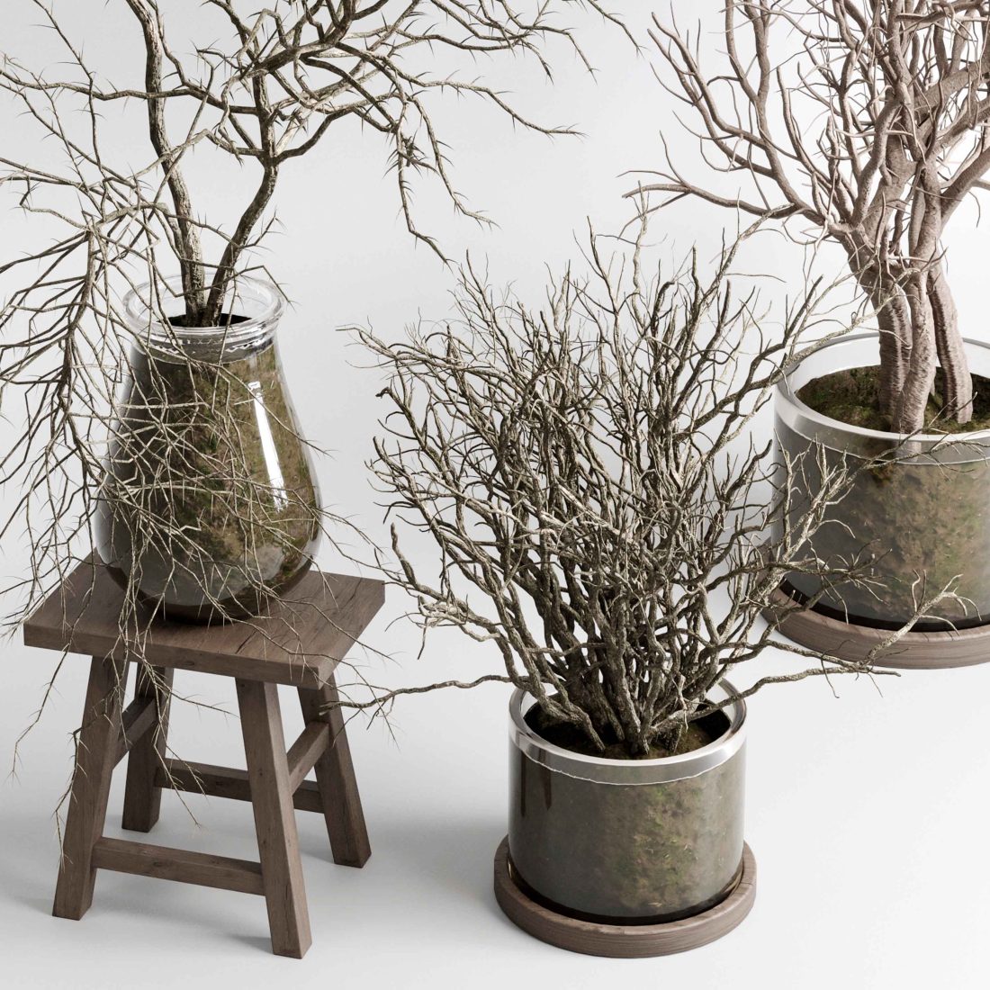 Dried Trees And Shrubs In Glass Vases - Indoor Pla 3D Model for VRay ...