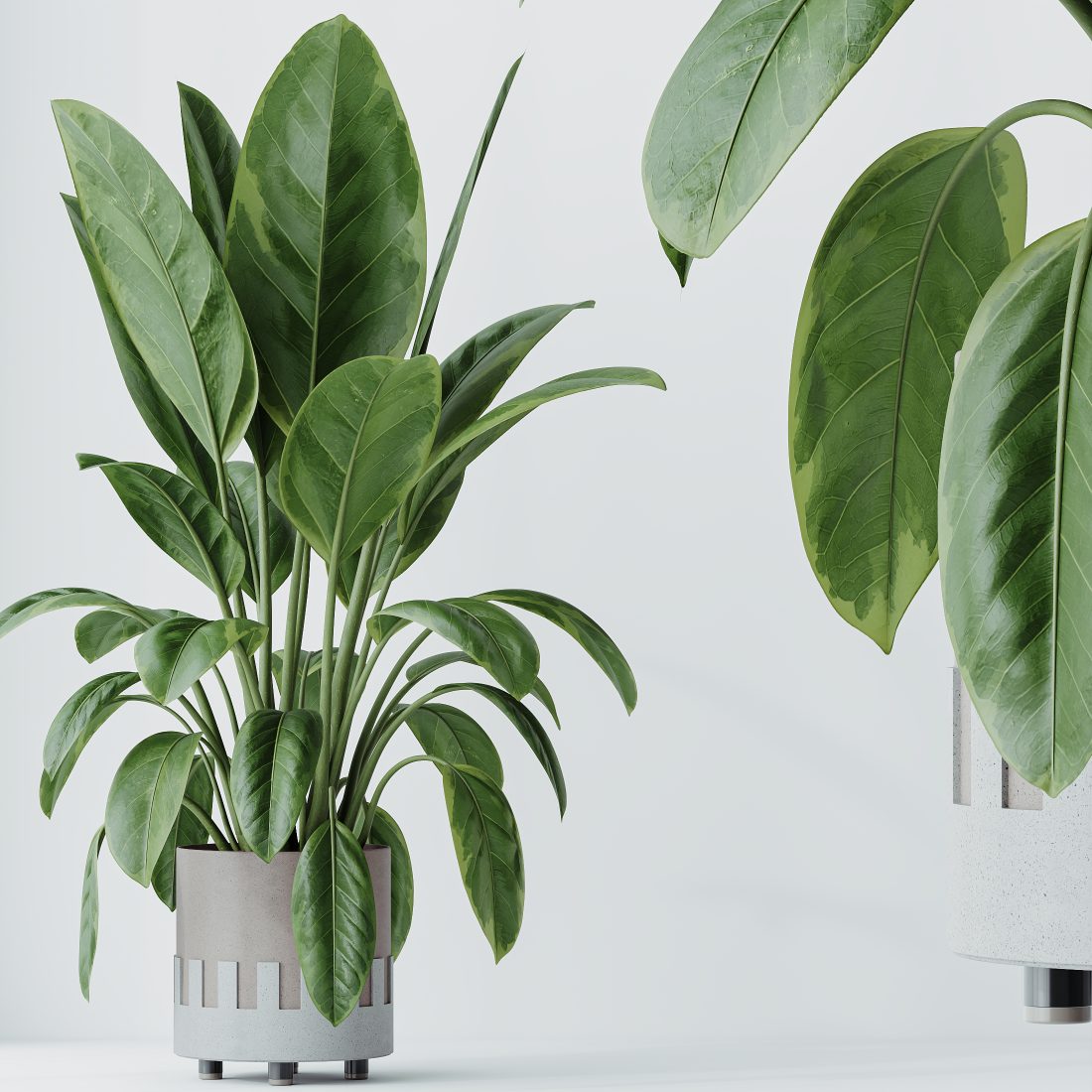 Ficus Elastica Beliza Tineke Variegated Rubber - 3D Model for VRay, Corona