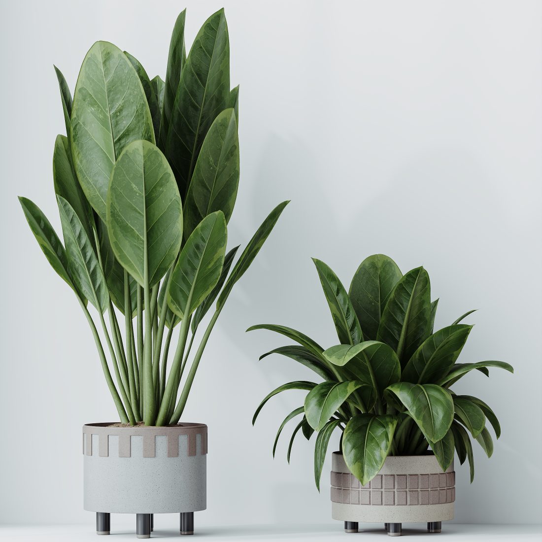 Ficus Elastica Beliza Tineke Variegated Rubber - 3D Model for VRay, Corona