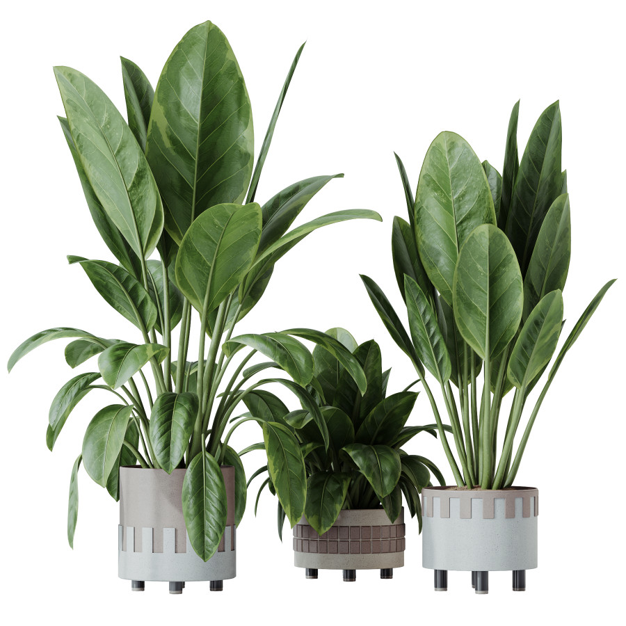 Ficus Elastica Beliza Tineke Variegated Rubber - 3D Model for VRay, Corona