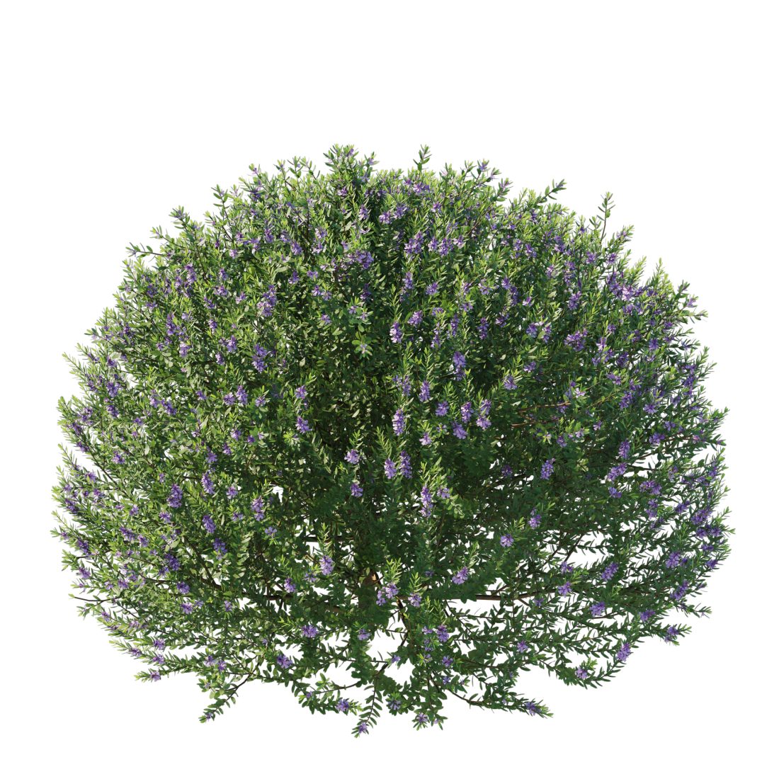 Blue Gem Westringia 3D Model for Corona | CGMood