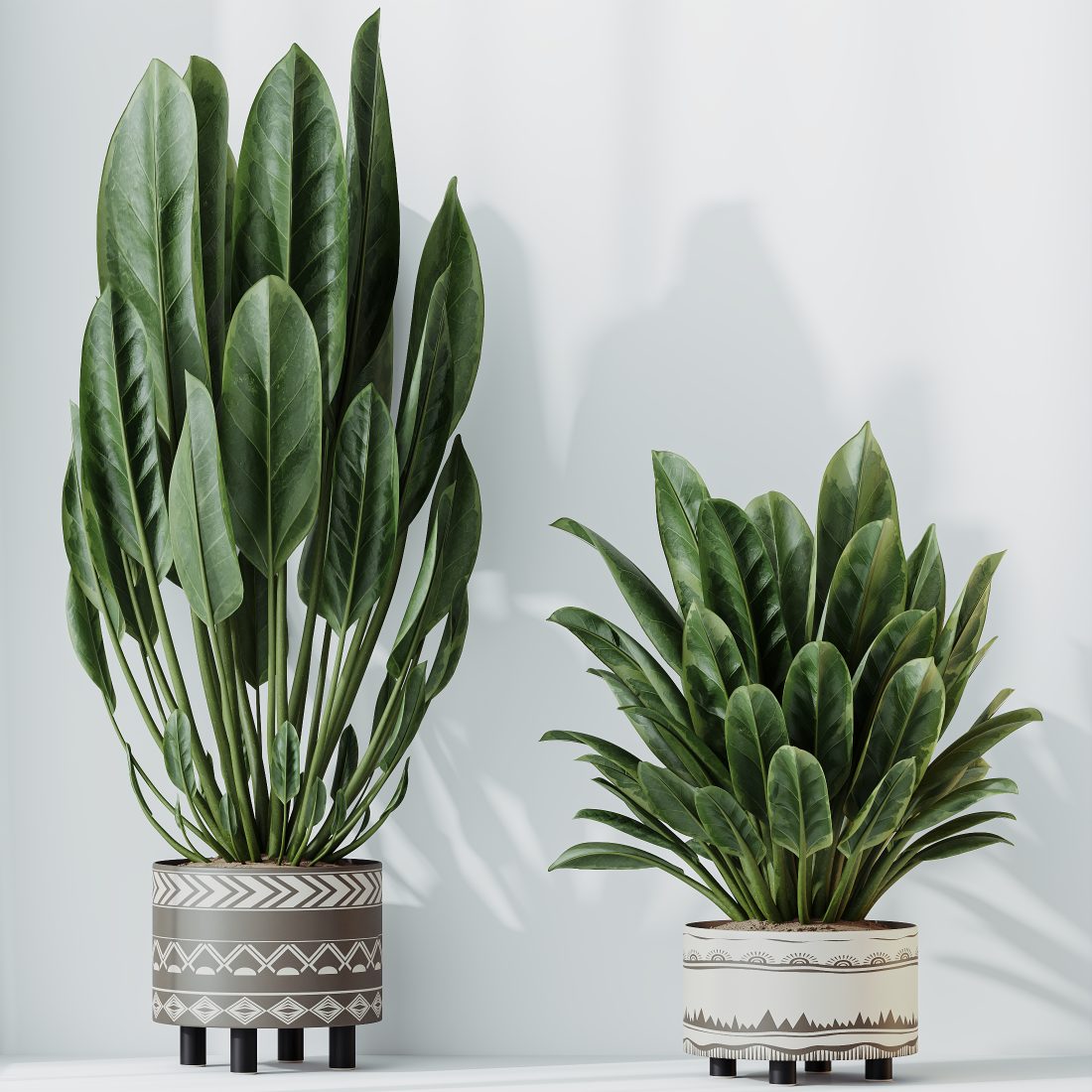 Ficus Elastica Beliza Tineke Variegated Rubber 02 - 3D Model for VRay ...