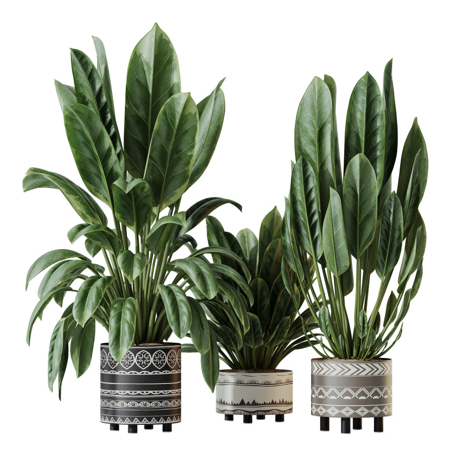 Ficus Elastica Beliza Tineke Variegated Rubber 02 - 3D Model for VRay ...