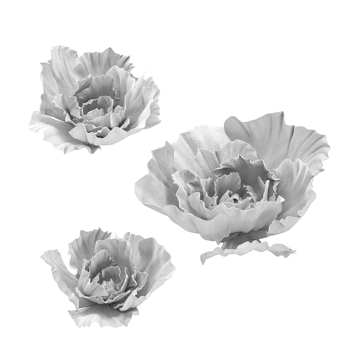 Gypsum Flower 3D Model for VRay, Corona | CGMood