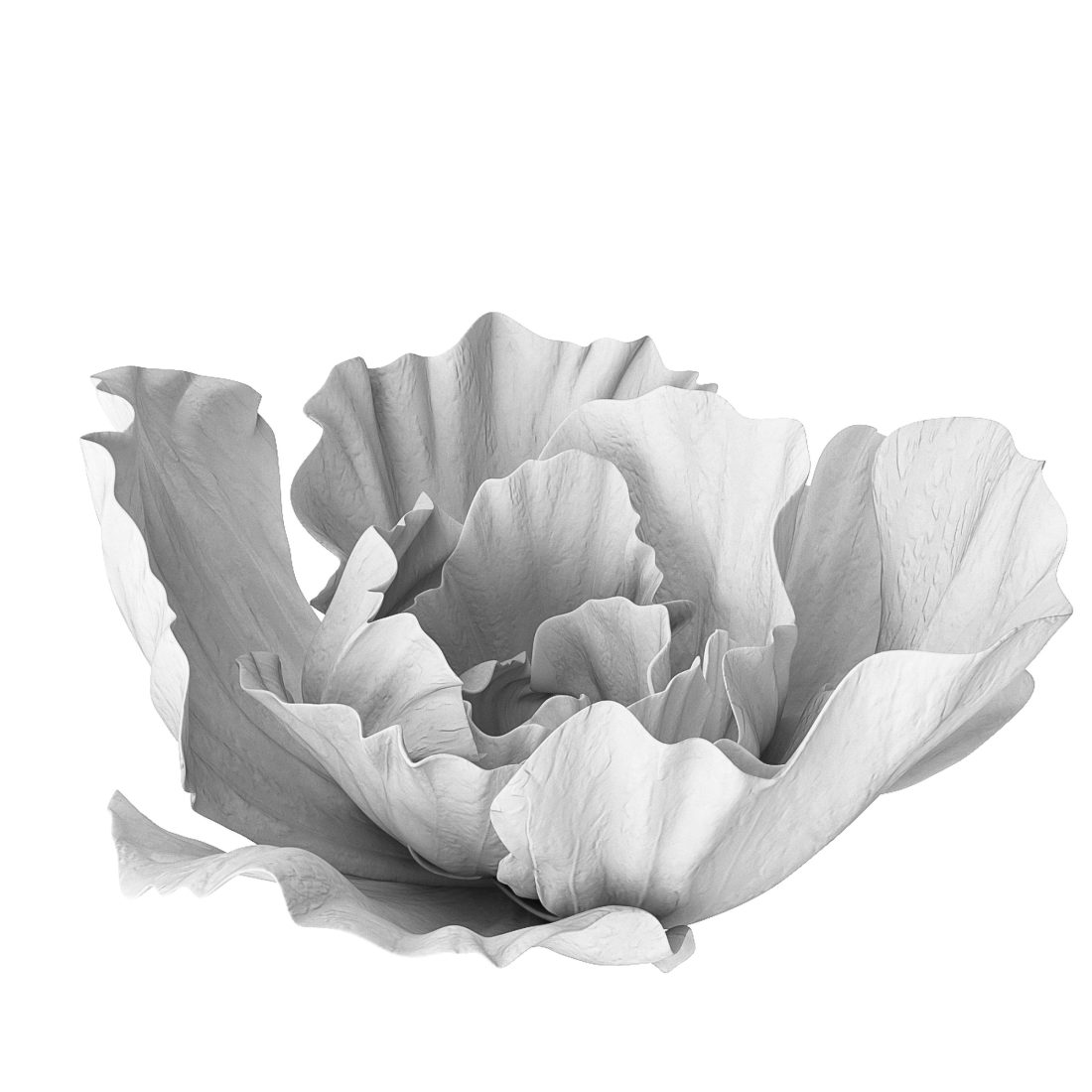 Gypsum Flower 3D Model for VRay, Corona | CGMood