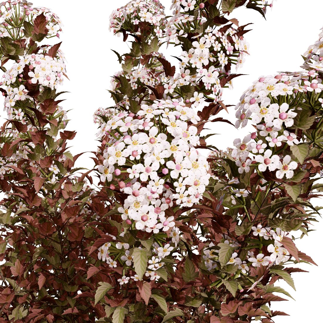 Tiny Wine Ninebark Shrub 3d Model 3D Model for VRay, Corona | CGMood