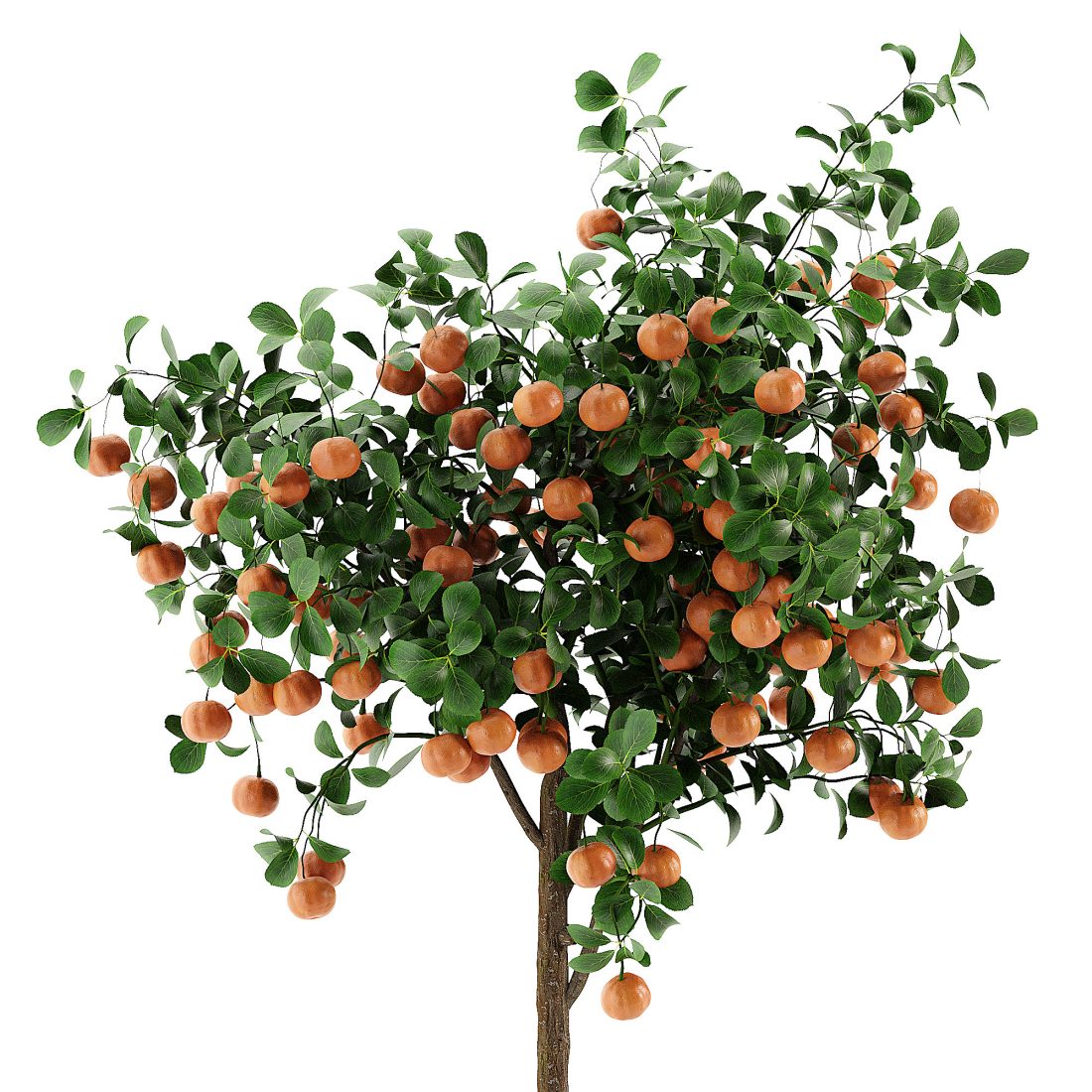 Mandarin Tree 3D Model for Corona | CGMood