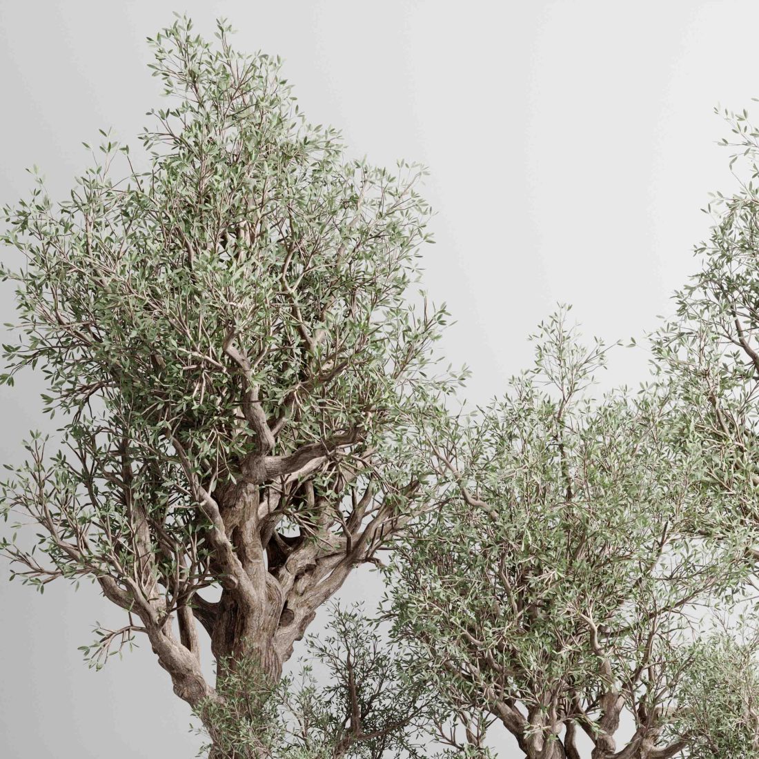 Old Tree In Vase Dirty - Outdoor Plants 205 Corona - 3D Model for VRay ...