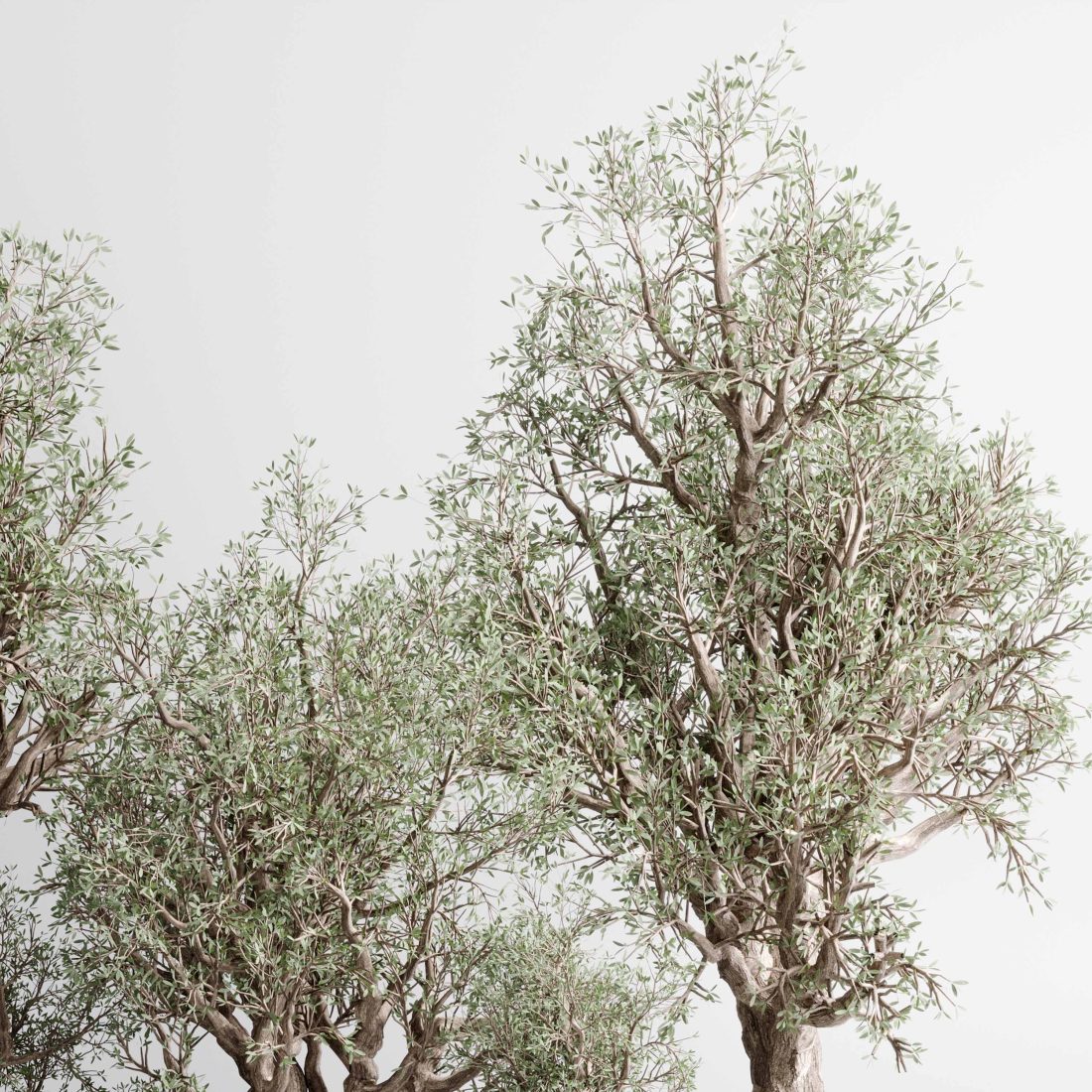 Old Tree In Vase Dirty - Outdoor Plants 205 Corona - 3D Model for VRay ...