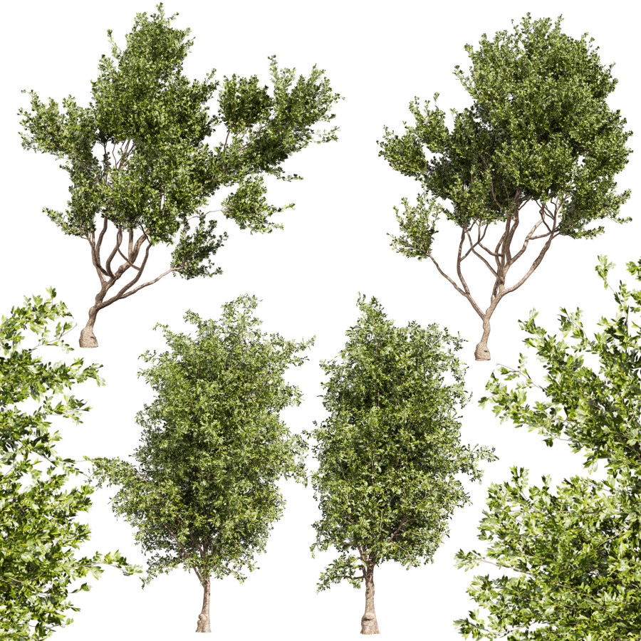 Collection Plant Vol 536 - Tree - Outdoor - 3D Model for Corona