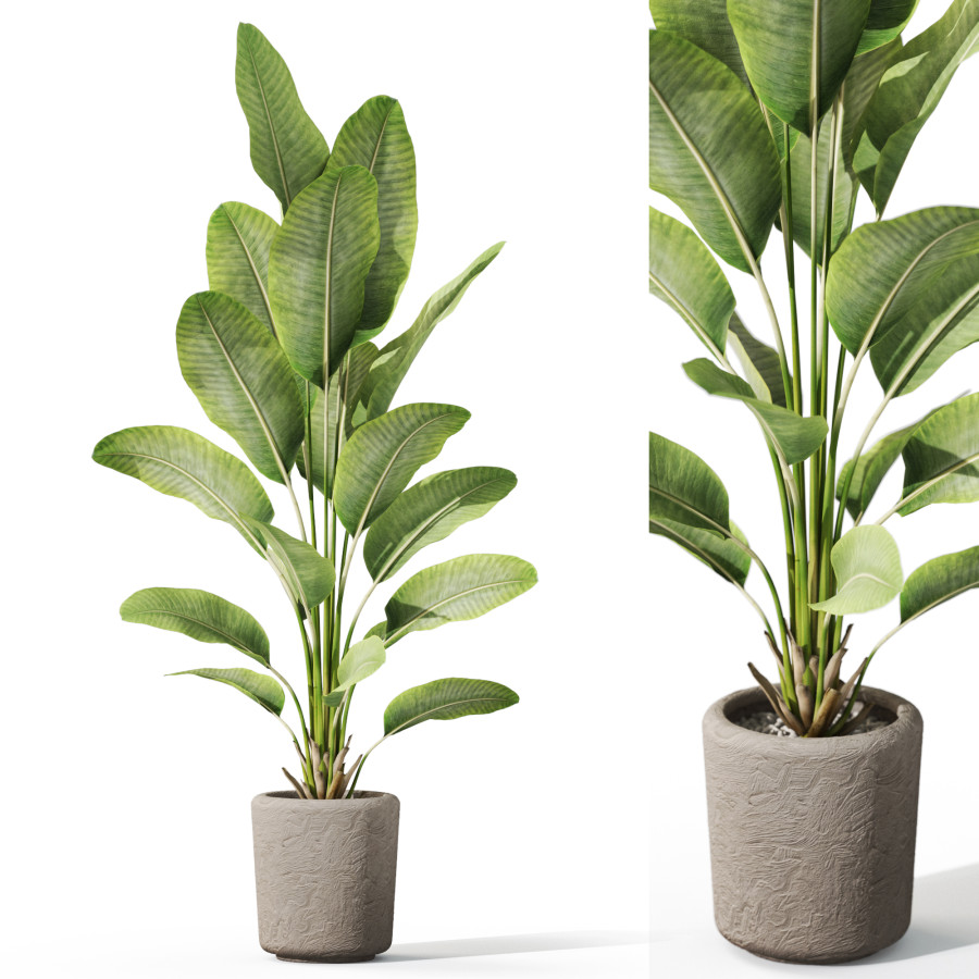 Plants Collection 1070 - 3D Model for Corona, VRay