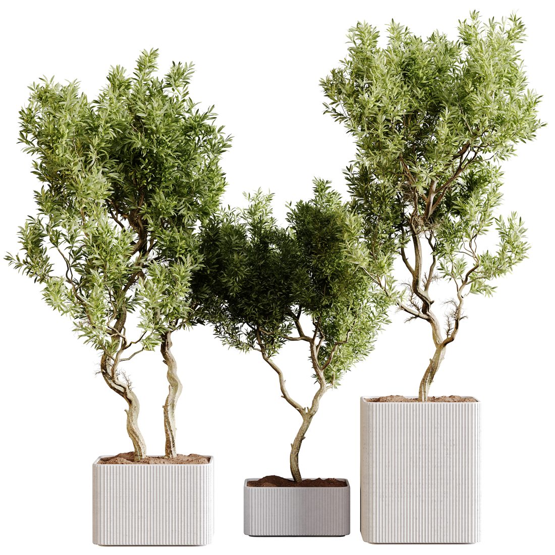Indoor Plants 101 - Plant Collections In Pot - 3D Model for VRay, Corona