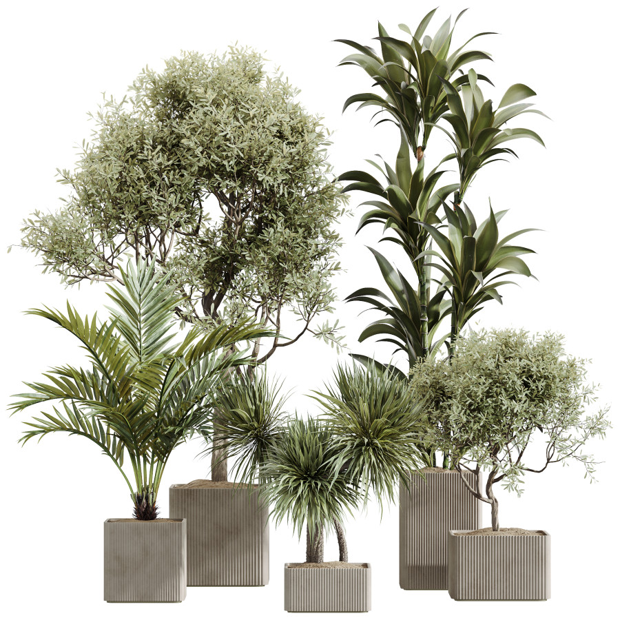 Av Indoor Plants Set 239 Olive Palm Lemon - 3D Model for VRay, Corona