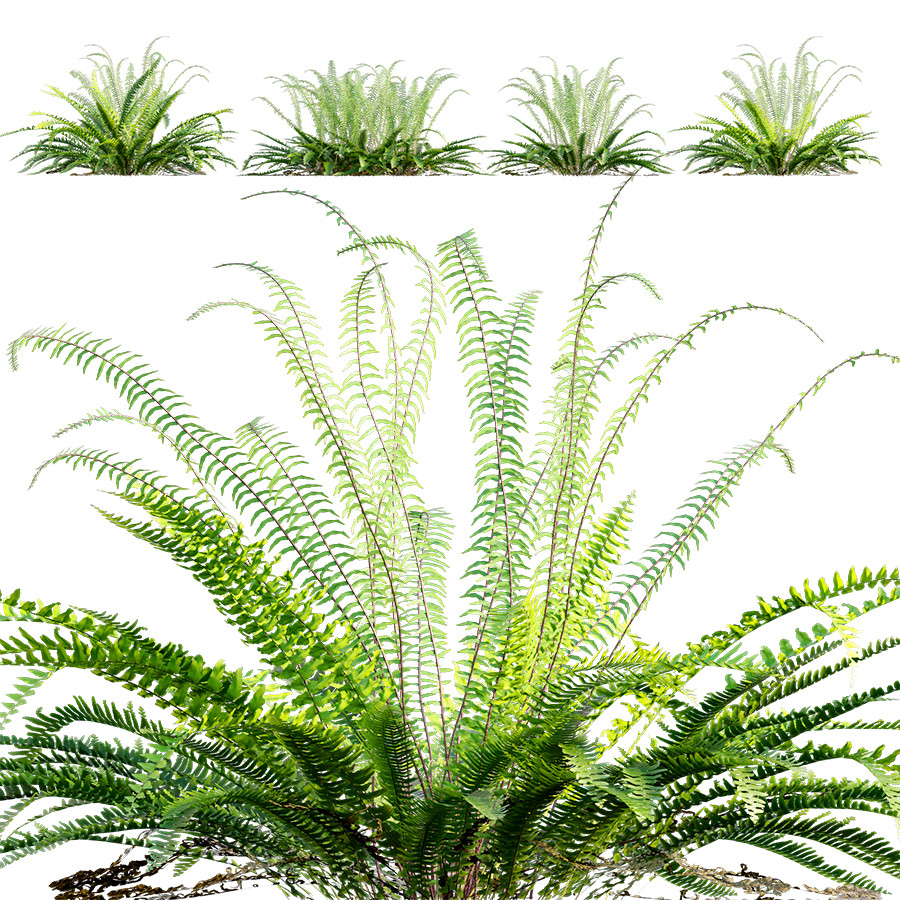 Blechnum Spicant - Deer Fern - 02 3D Model for VRay, Corona | CGMood