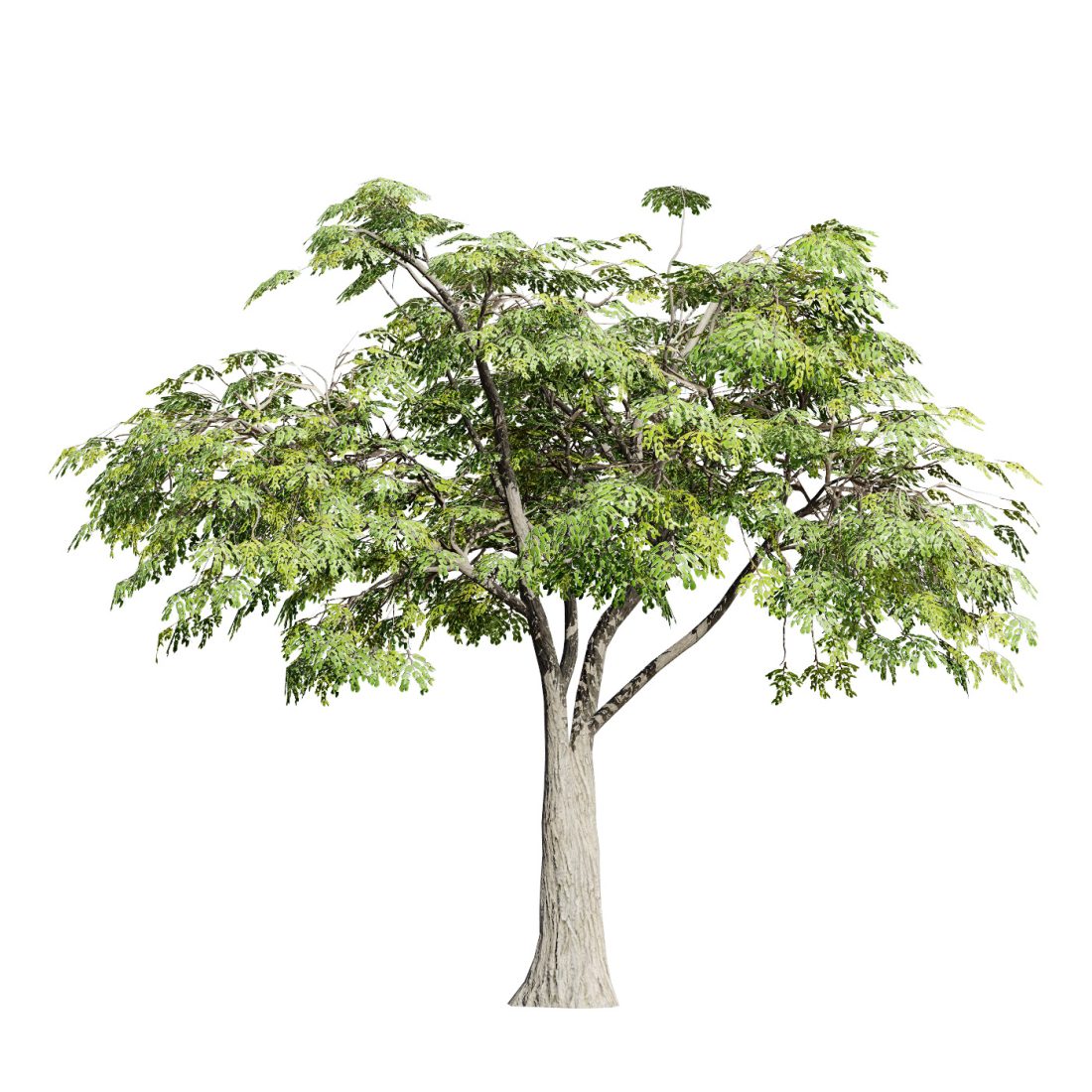 South African Mopane Tree 3d Model - 3D Model for VRay, Corona