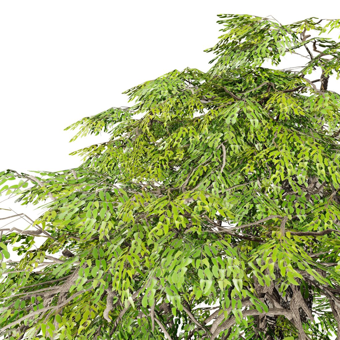 South African Mopane Tree 3d Model - 3D Model for VRay, Corona