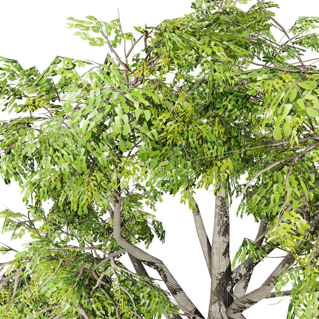 South African Mopane Tree 3d Model - 3D Model for VRay, Corona