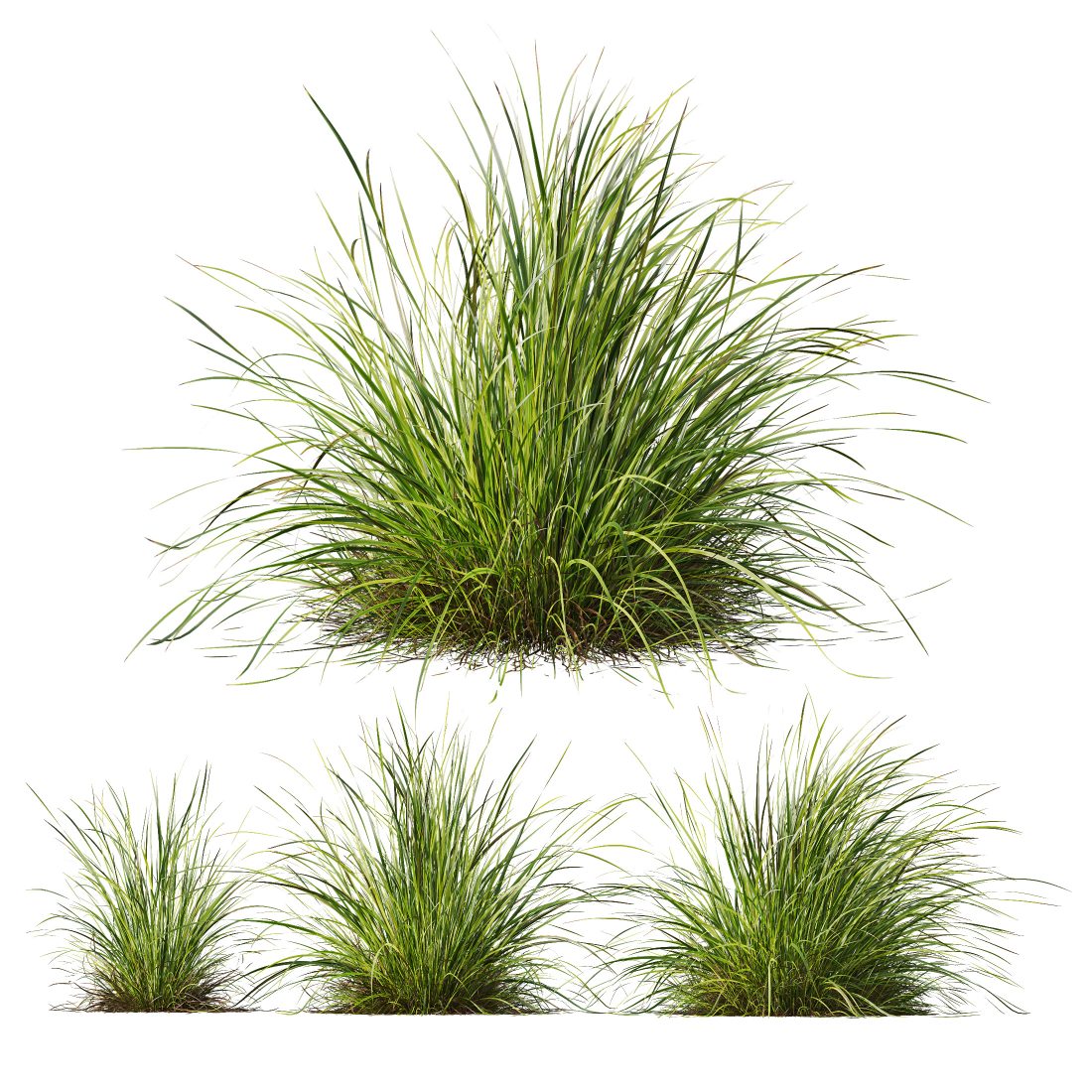 Av Celtica Gigantea Stipa Golden Oats Aurea Grass 3D Model for Corona ...
