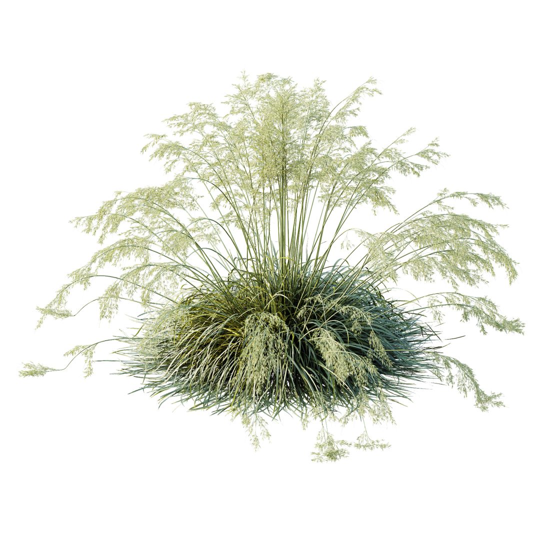 Av Celtica Gigantea Stipa Golden Oats Aurea Grass 3D Model for Corona ...