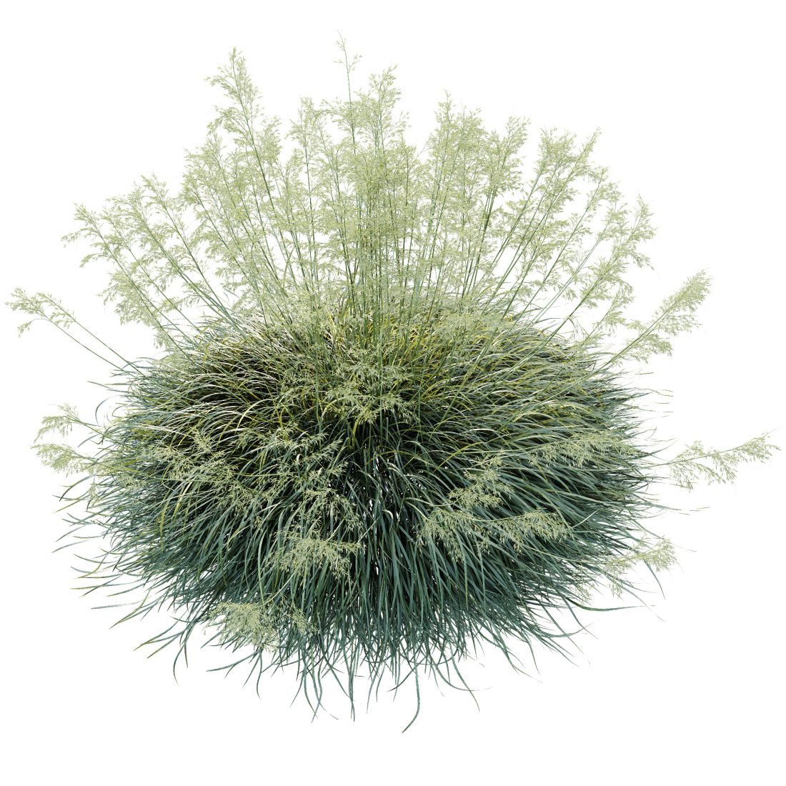Av Celtica Gigantea Stipa Golden Oats Aurea Grass 3D Model for Corona ...