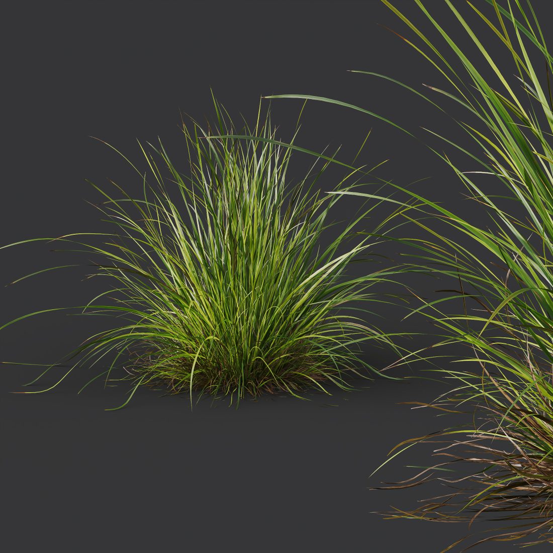 Av Celtica Gigantea Stipa Golden Oats Aurea Grass 3D Model for Corona ...