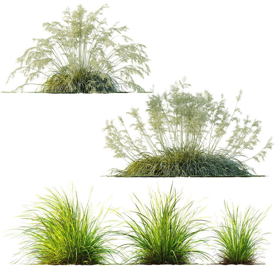 Av Celtica Gigantea Stipa Golden Oats Aurea Grass 3D Model for Corona ...