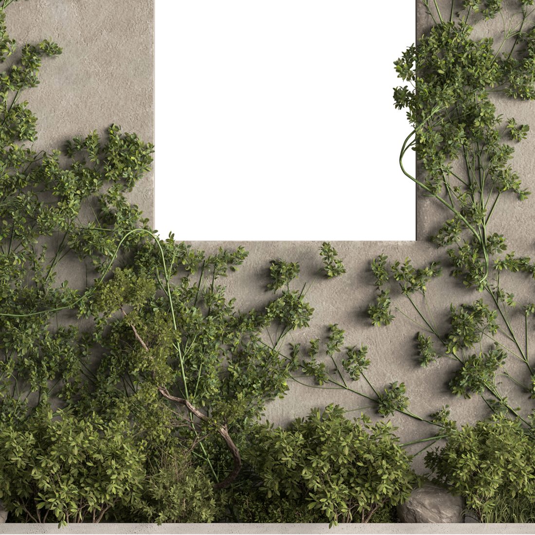 Ivy Plant On Wall - Outdoor Plants 712 3D Model for VRay, Corona | CGMood