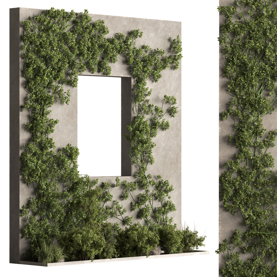 Ivy Plant On Wall - Outdoor Plants 712 3D Model for VRay, Corona | CGMood