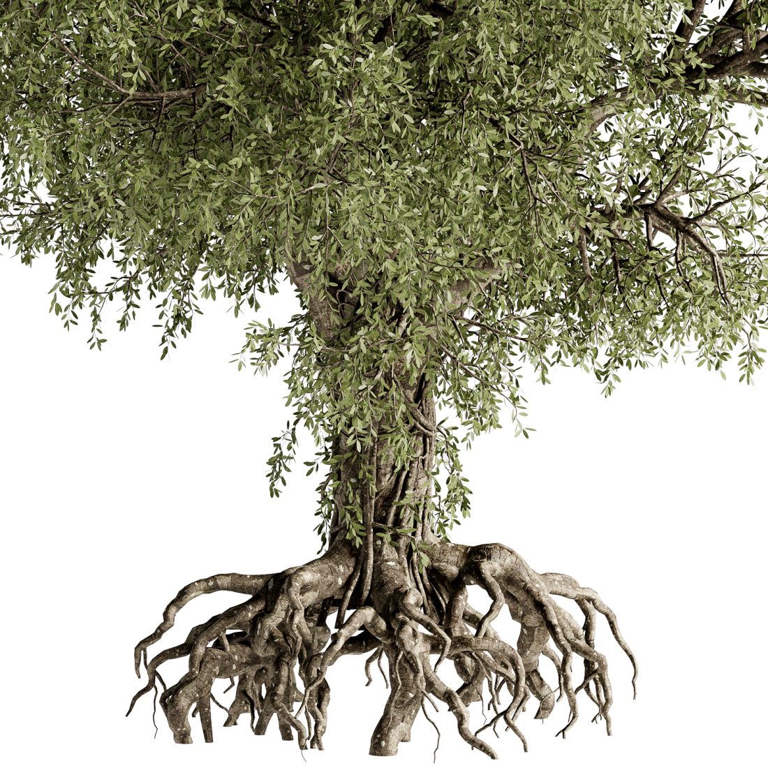Large Olive Tree 03 3D Model for VRay, Corona | CGMood