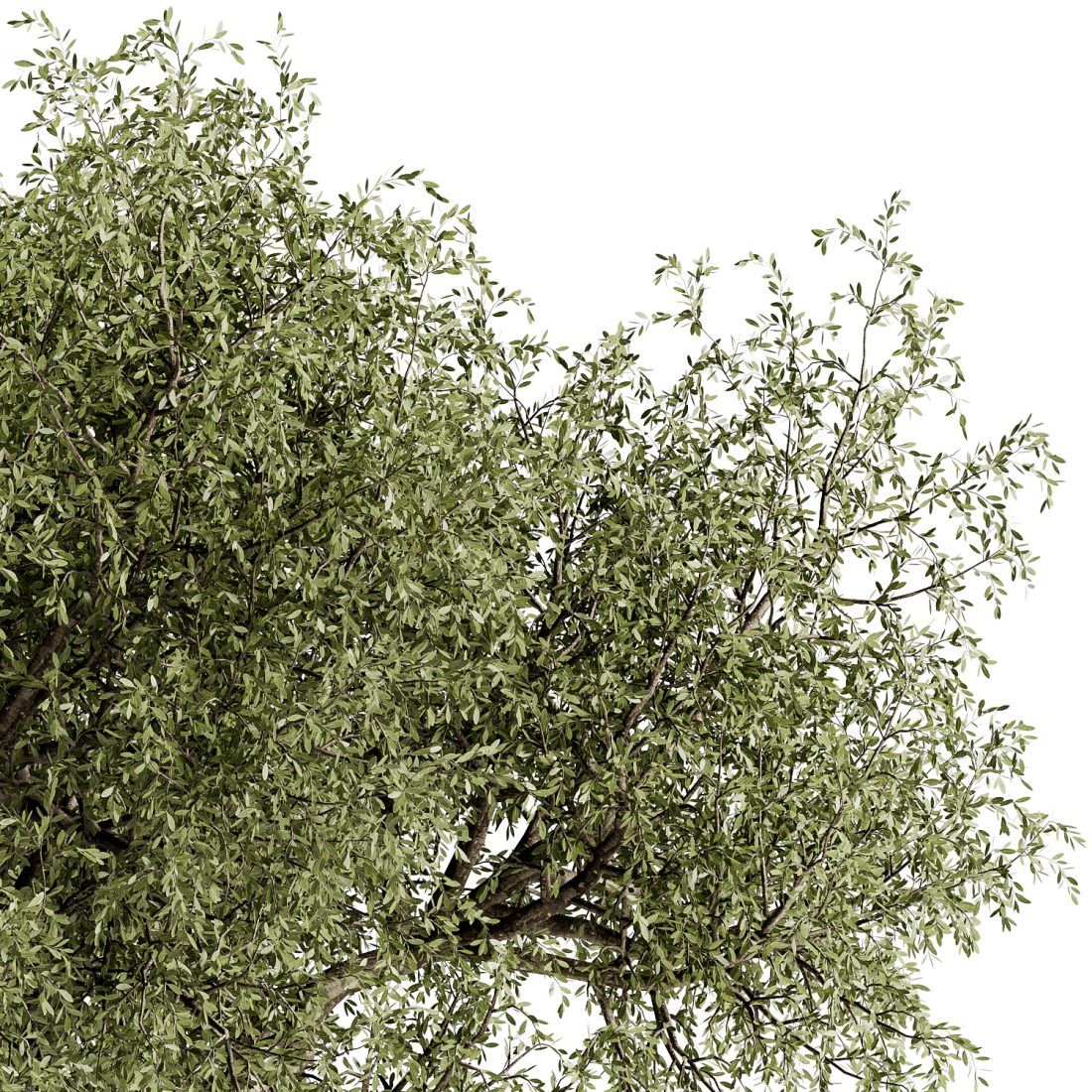 Large Olive Tree 03 3D Model for VRay, Corona | CGMood