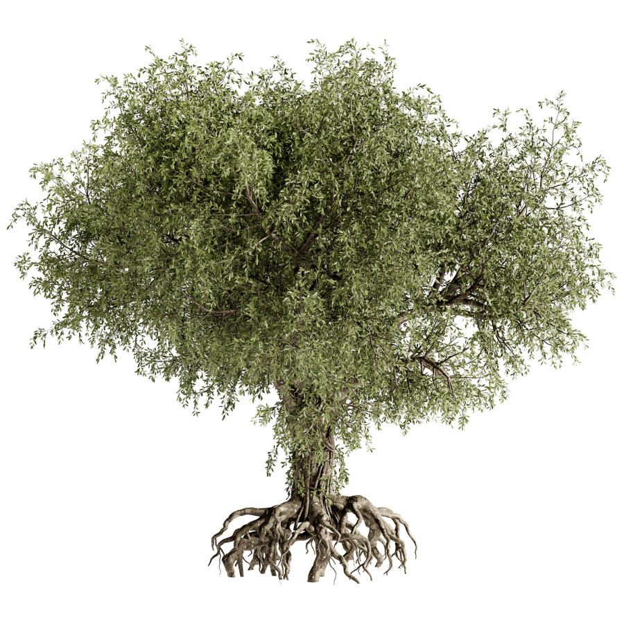 Large Olive Tree 03 3D Model for VRay, Corona | CGMood