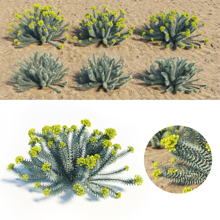 Euphorbia Rigida Gopher Plant