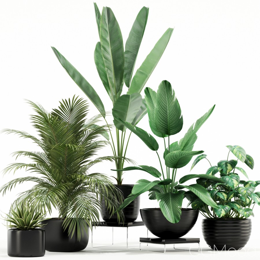 Plants Collection 119 - 3D Model for VRay, Corona