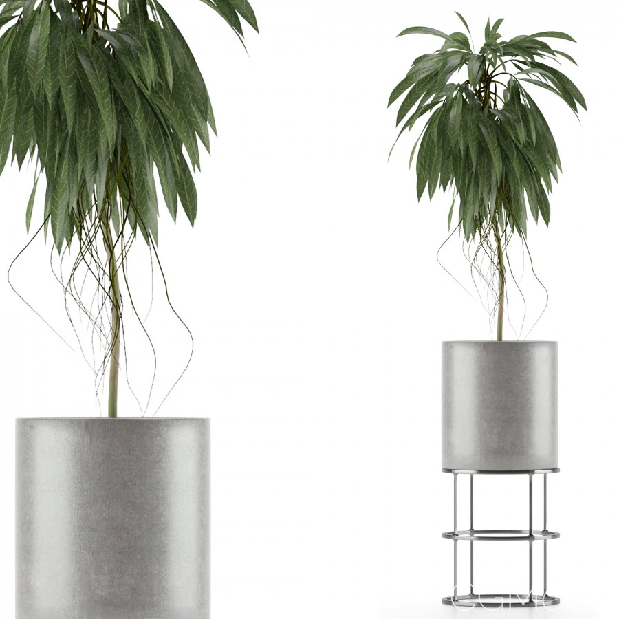 Single Plant 18 - 3D Model for VRay, Corona