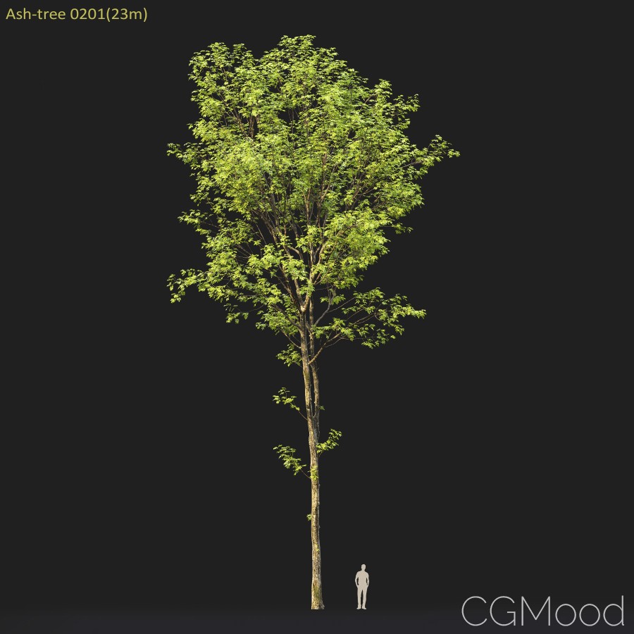 Ash-tree #0201 (23m) - 3D Model for Corona