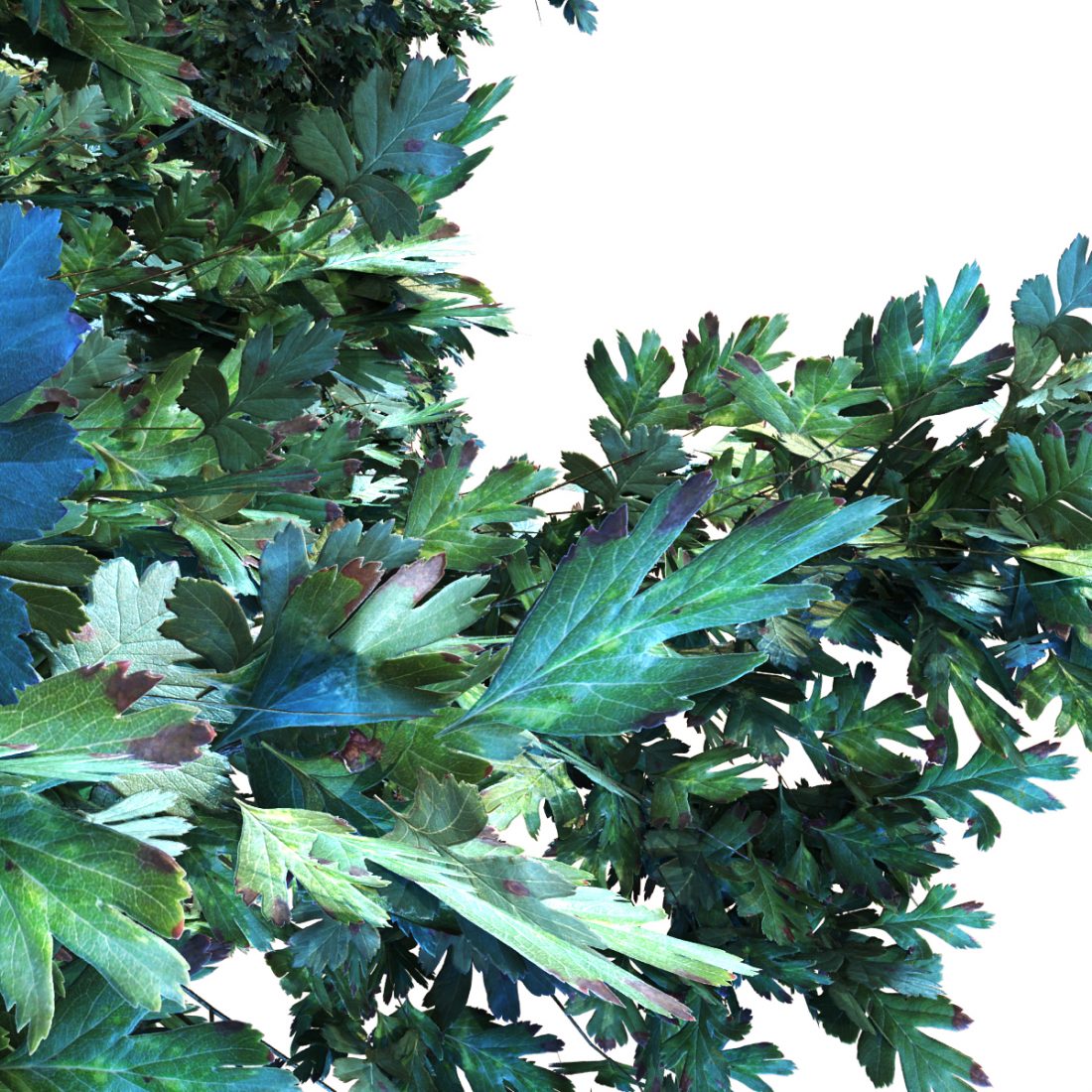 3 Oak Tree Pbr - 3D Model for VRay, Corona