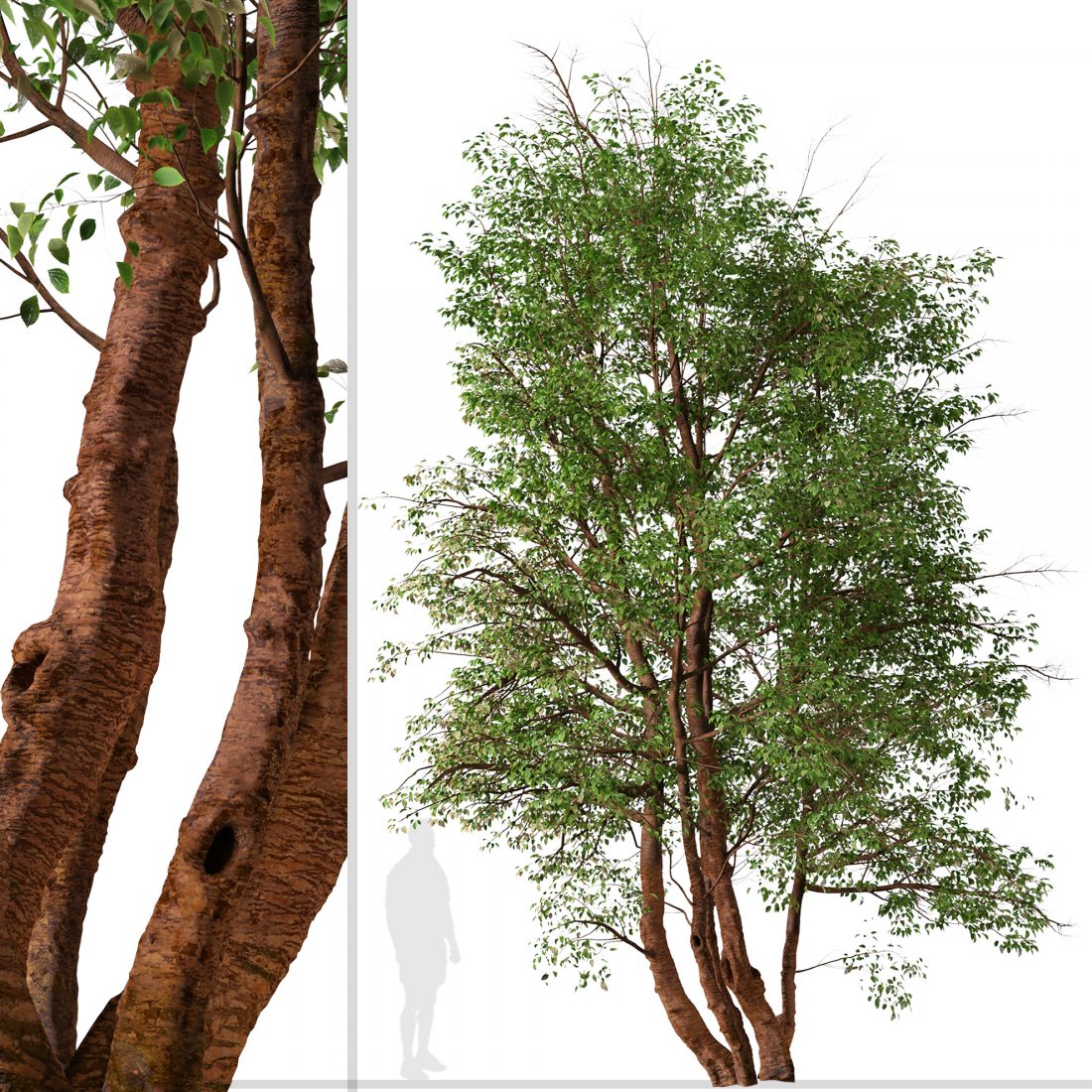 Set Of Water Birch Trees (Betula Occidentalis) - 3D Model for VRay
