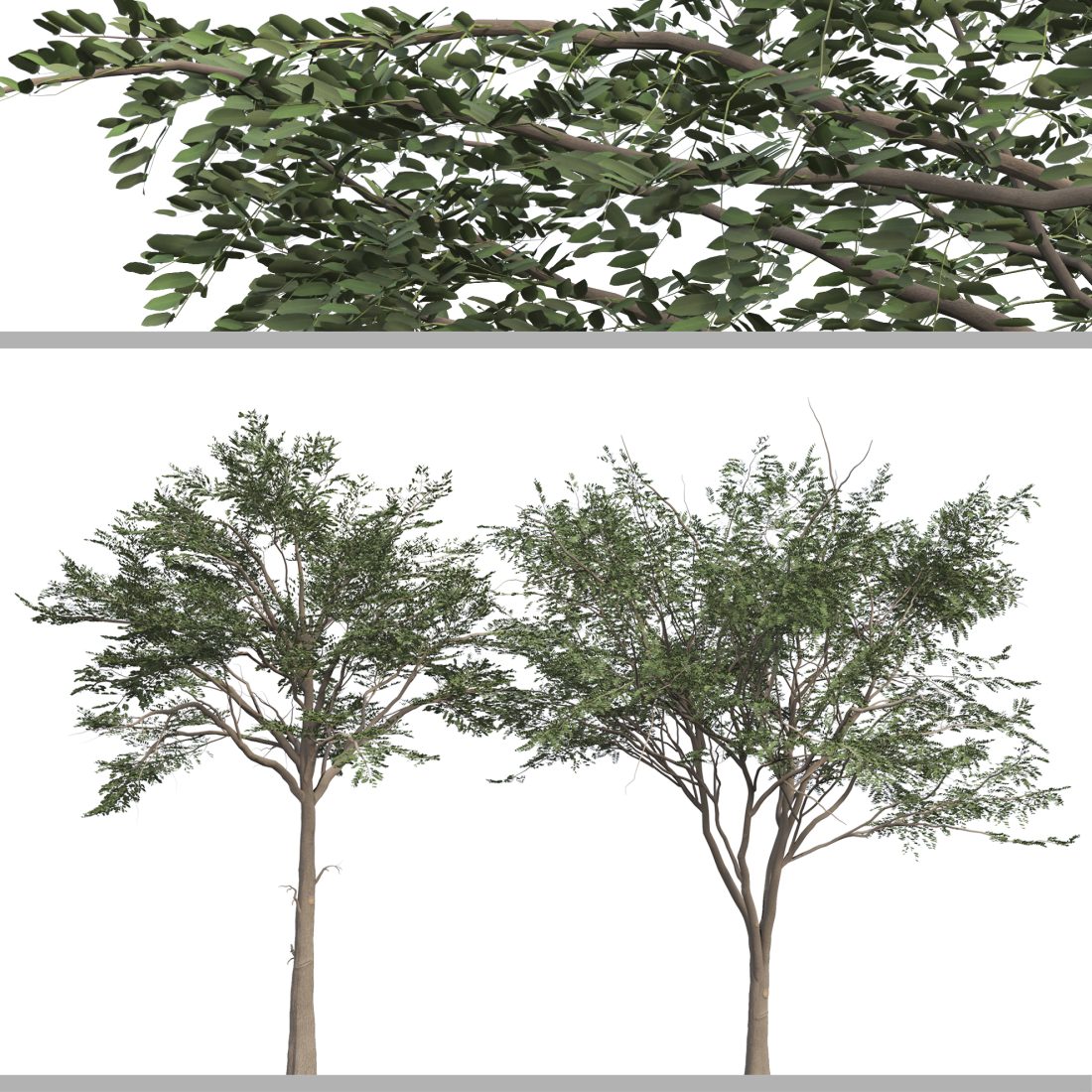 Set Of Albizia Falcataria Tree - Falcataria - 3D Model for VRay, VRay