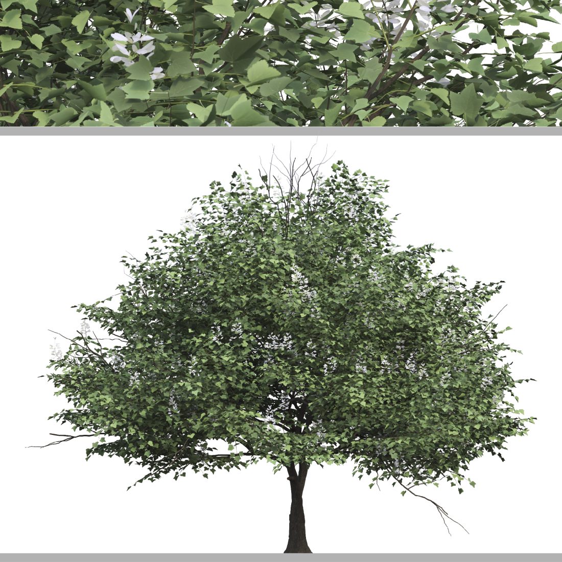 Set Of Catalpa Ovata Tree (Chinese Catalpa) 2 Tree - 3D Model for VRay ...
