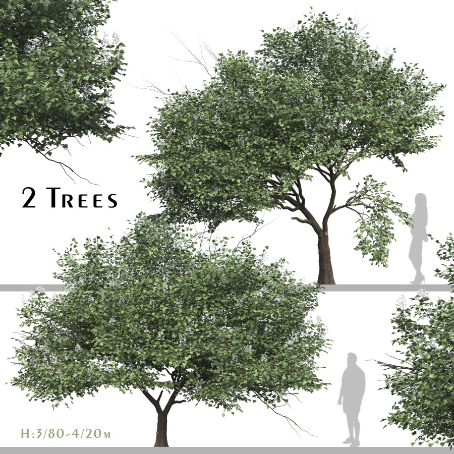 Set Of Catalpa Ovata Tree (Chinese Catalpa) 2 Tree - 3D Model for VRay ...