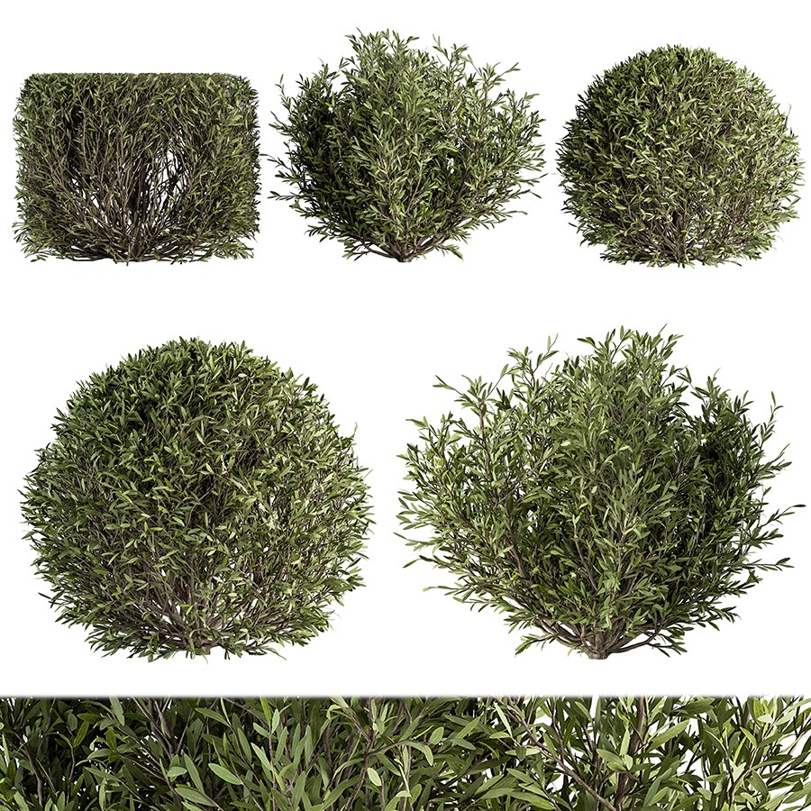 Shape Bush - Bush Set 41 - 3D Model for VRay, Corona