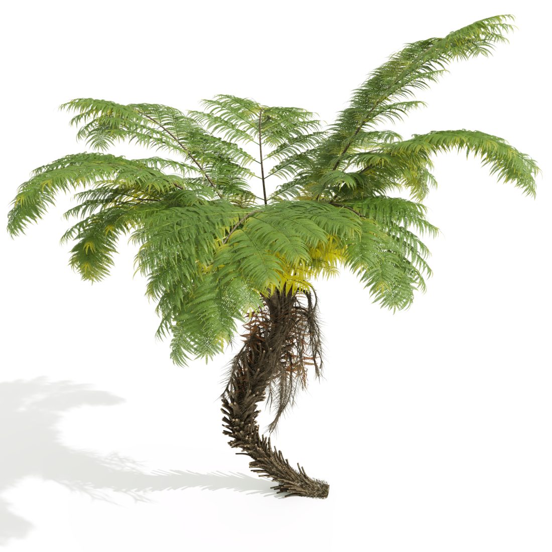 Alsophila Spinulosa Fern Medium Tree - 3D Model for VRay, Corona