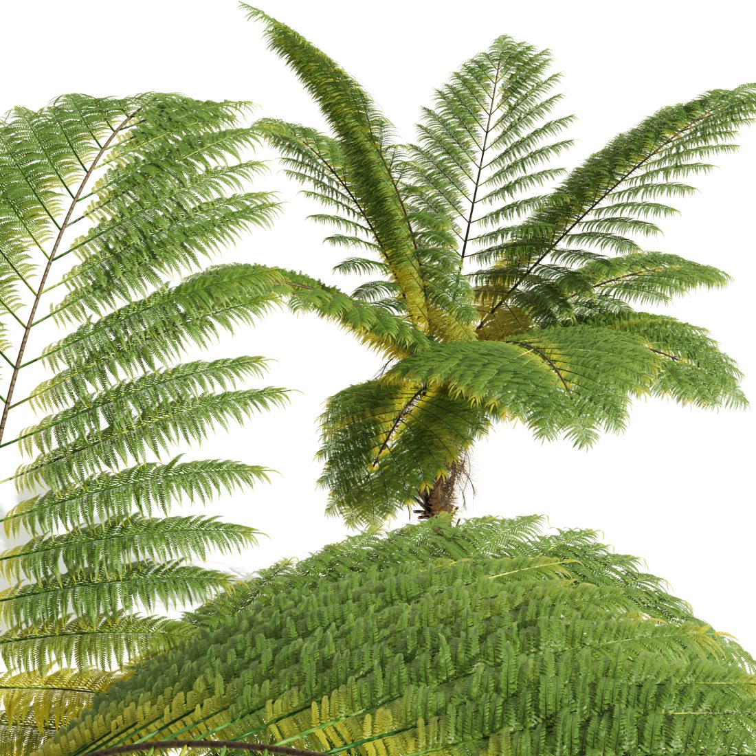 Alsophila Spinulosa Fern Tall - 3D Model for VRay, Corona