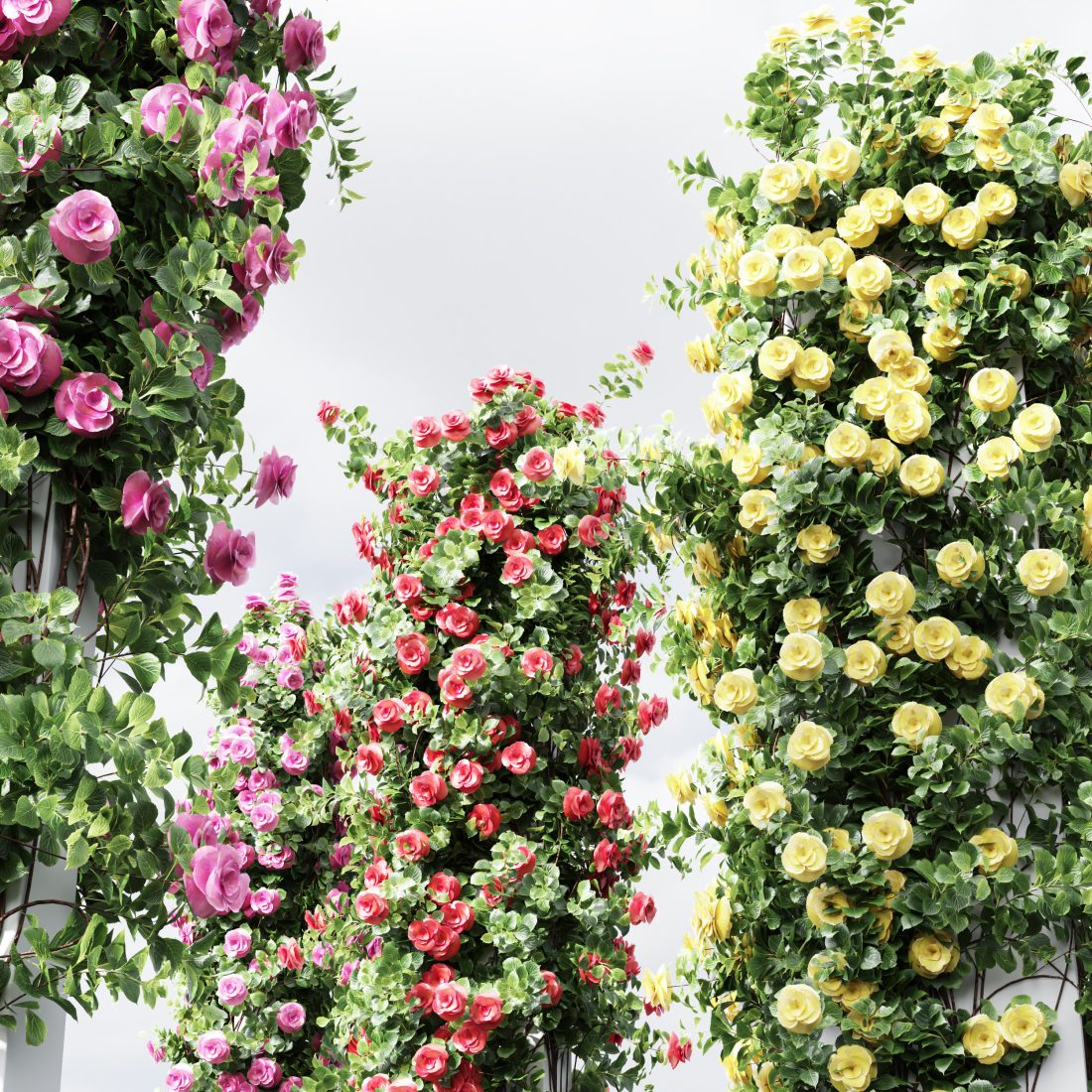 Climbing Roses Cube Columns 3D Model for VRay, Corona | CGMood