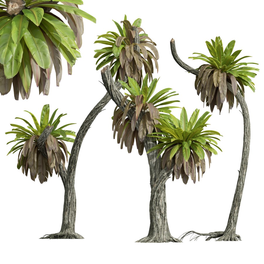 Neottopteris Nidus Tree - 3D Model for VRay, Corona