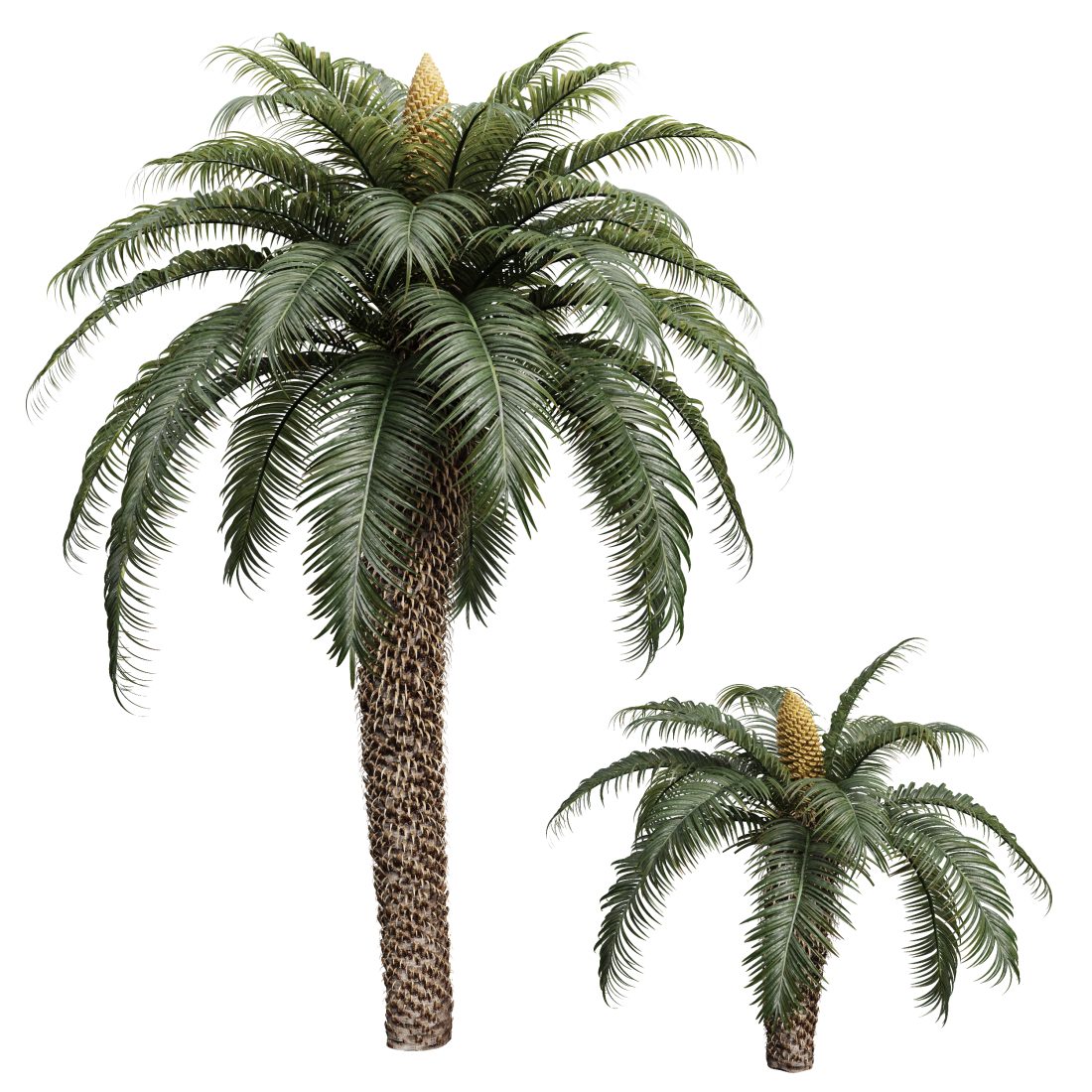Cycas Revoluta Palmfarn Fruit Tree 3D Model for VRay, Corona | CGMood