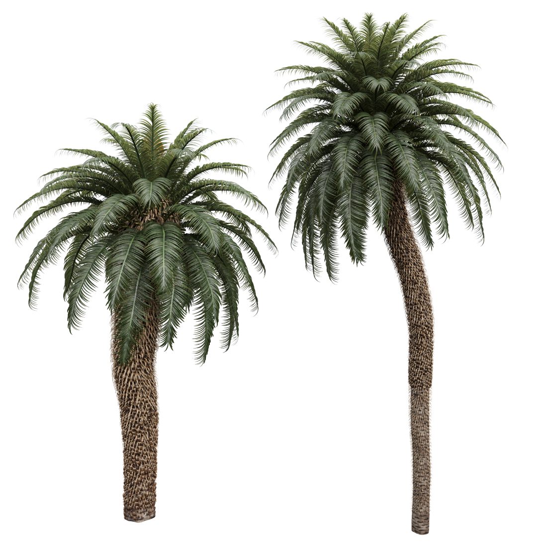 Cycas Revoluta Palmfarn Fruit Tree 3D Model for VRay, Corona | CGMood