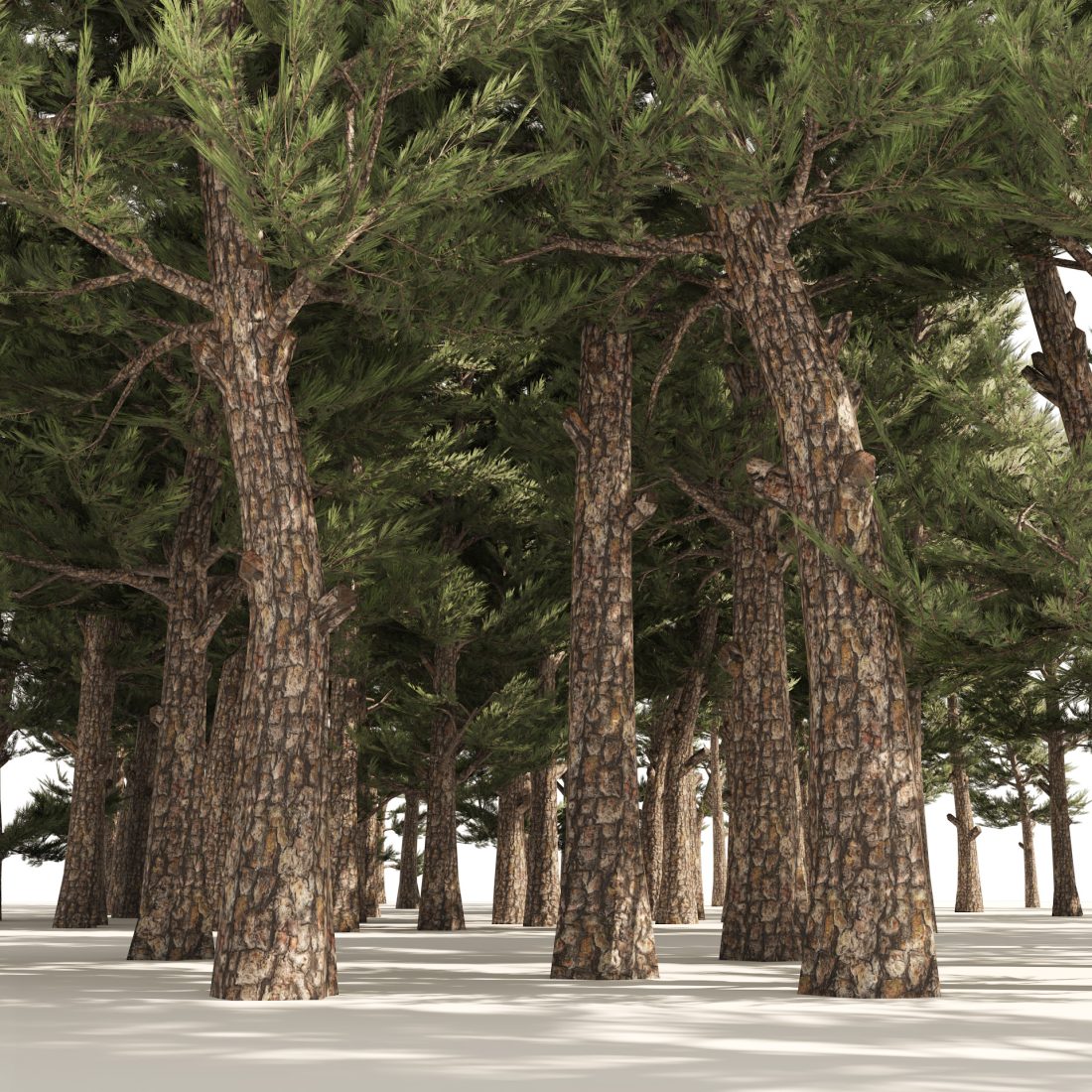 Pine Forest Trees - 3D Model for VRay, Corona
