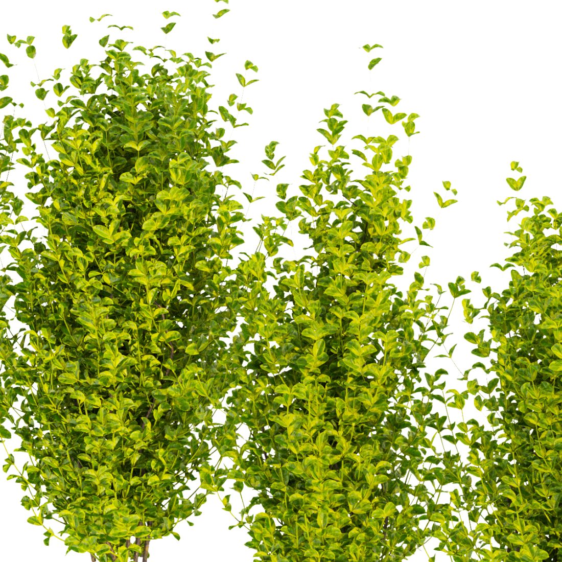Collection Plant Vol 369 - Evergreen - Spindle - 3D Model for VRay, Corona
