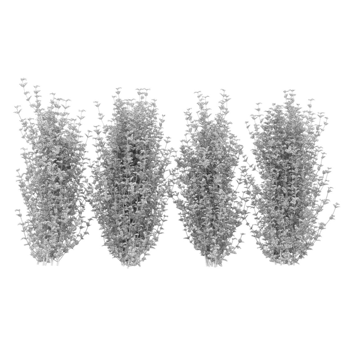 Collection Plant Vol 369 - Evergreen - Spindle - 3D Model for VRay, Corona
